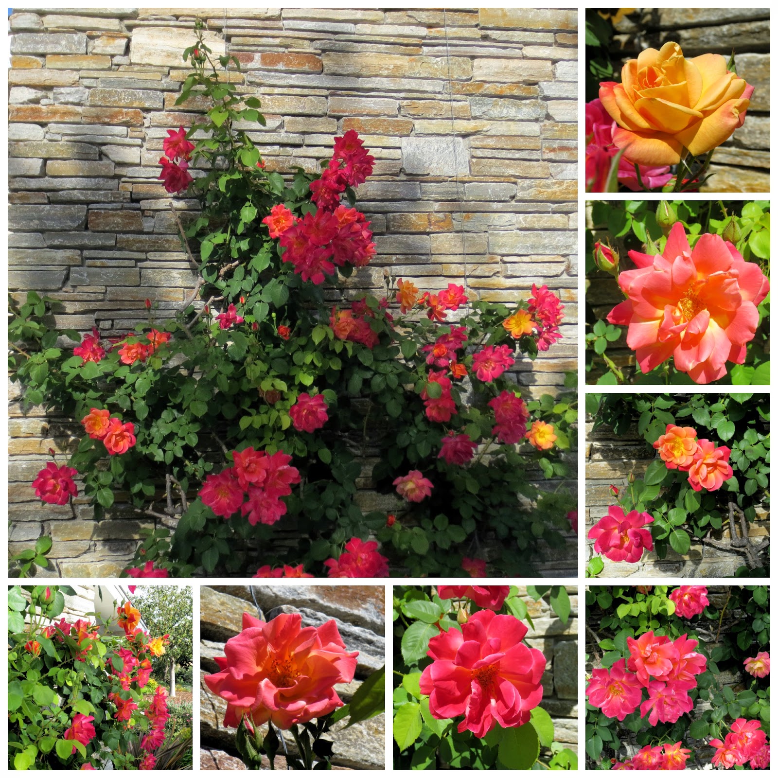 Late to the Garden Party: Bloom Day - April 2015