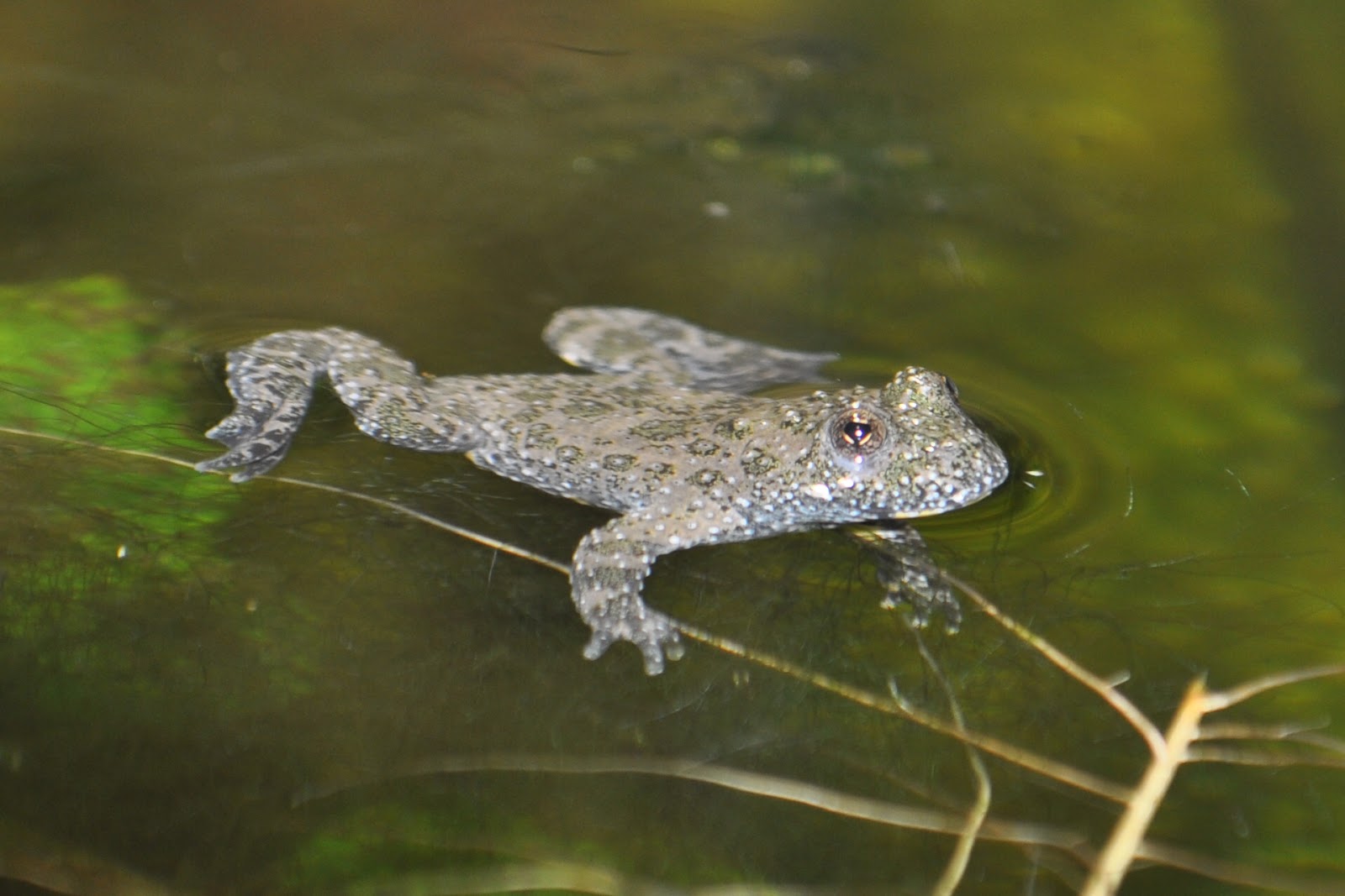 ZOOTOGRAFIANDO (6.096 ANIMALS): SAPILLO DE VIENTRE AMARILLO / YELLOW ...