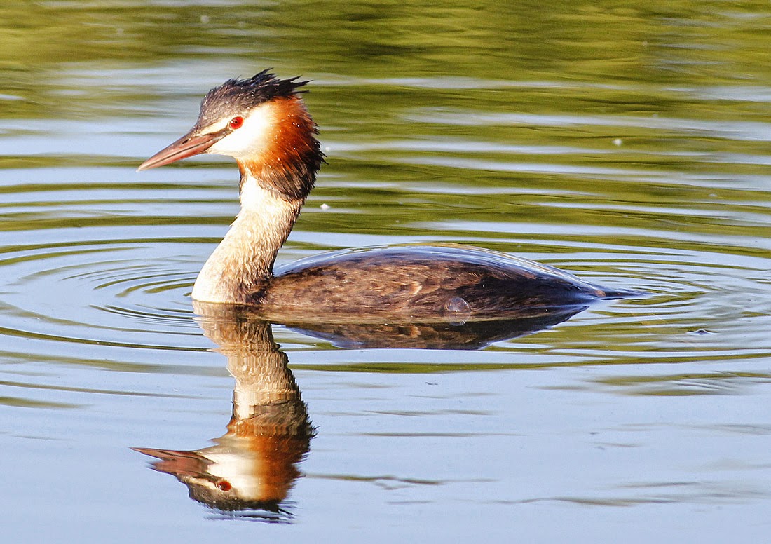 Another Bird Blog: Doing The Rounds