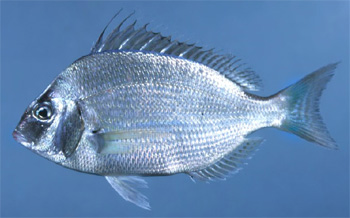 Artes de Pesca: VAMOS A PESCAR RATÓN