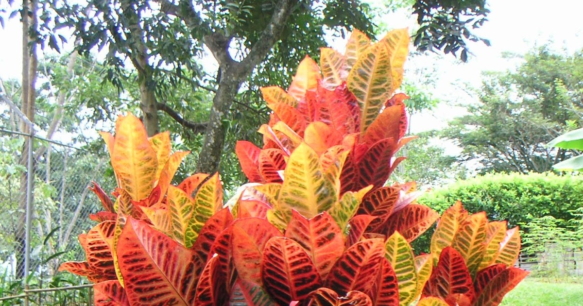 CARA MENANAM PURING DAN JENIS-JENIS PURING YANG INDAH MENAWAN - Hewan ...