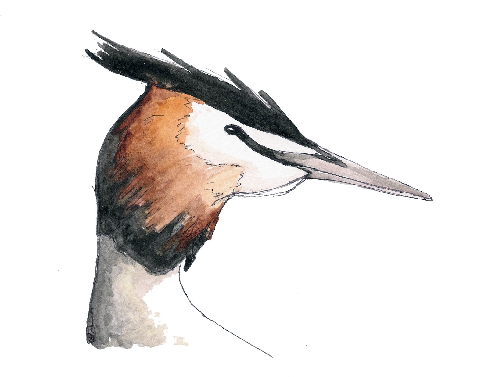 The Bird Draws : Great Crested Grebe