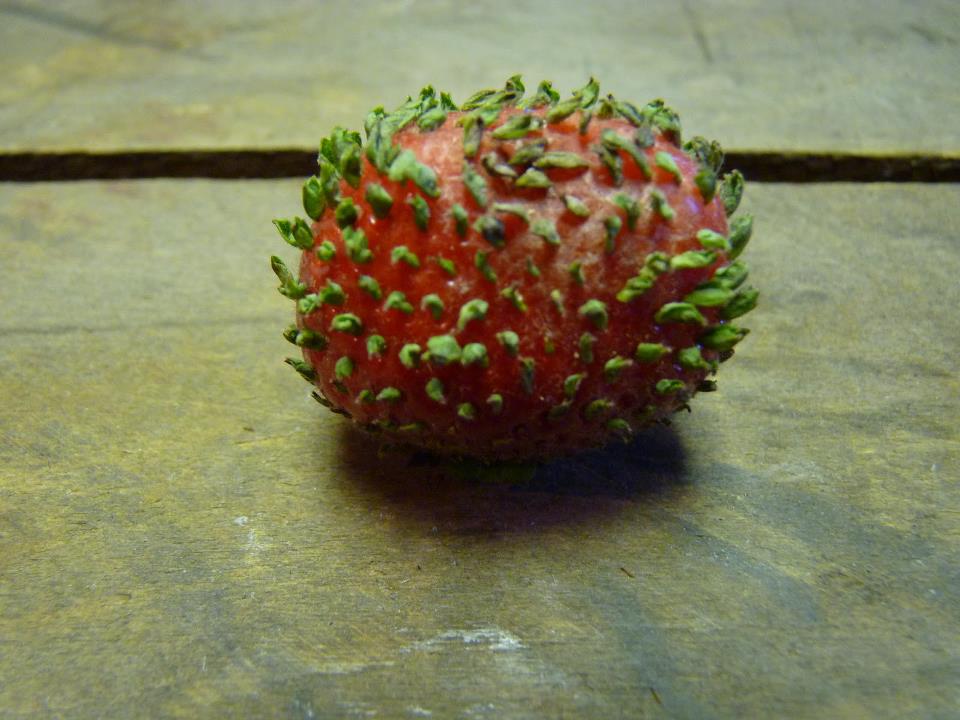 Deformutilation: Mutant Fruits