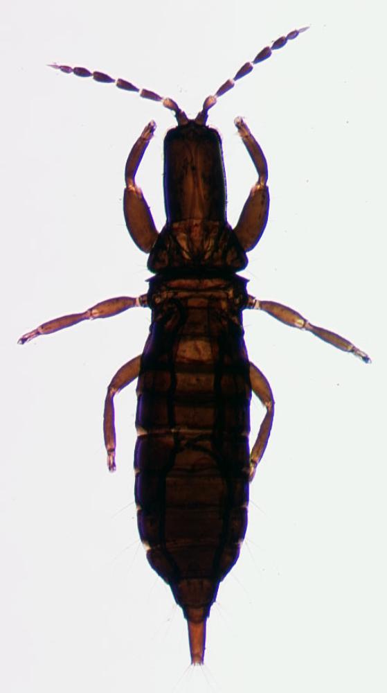 INSECTOS DE P.R. In Memoriam Dr Luis F Martorell y Dr Alain Liogier ,DR ...