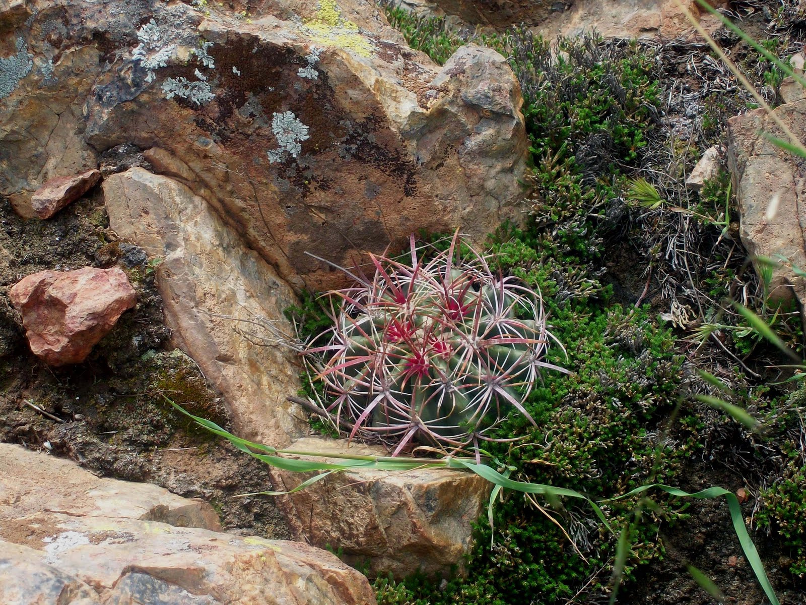 Un pedazo de mi tierra