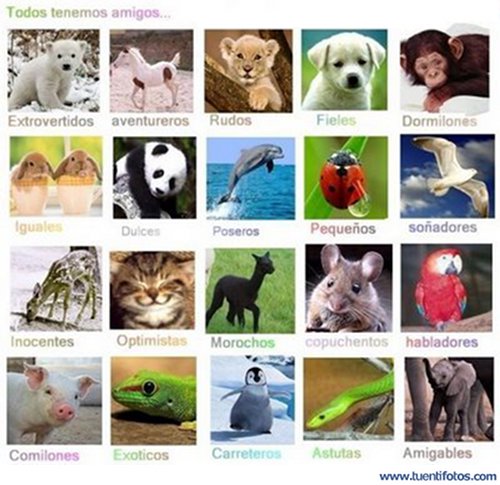 TIPOS DE ANIMALES