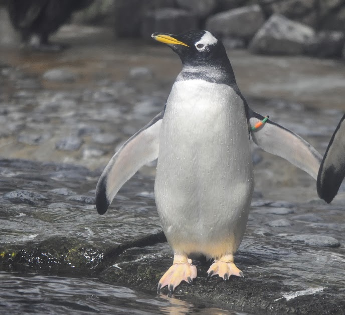 ZOOTOGRAFIANDO (6.100 ANIMALS): PINGUINO JUANITO / GENTOO PENGUIN ...