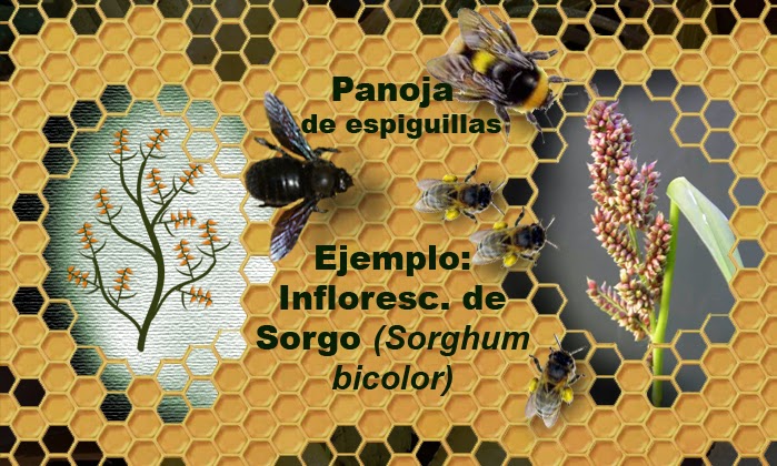 Guía del Plantabosques: INFLORESCENCIAS