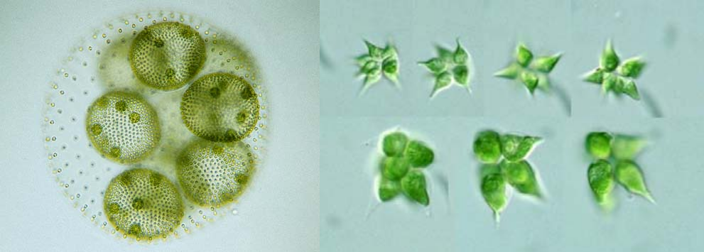 อาณาจักรโปรติสตา (kingdom Protista)