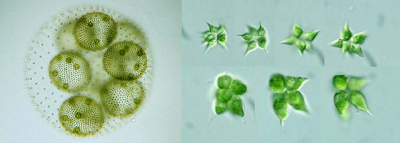 อาณาจักรโปรติสตา (kingdom Protista)