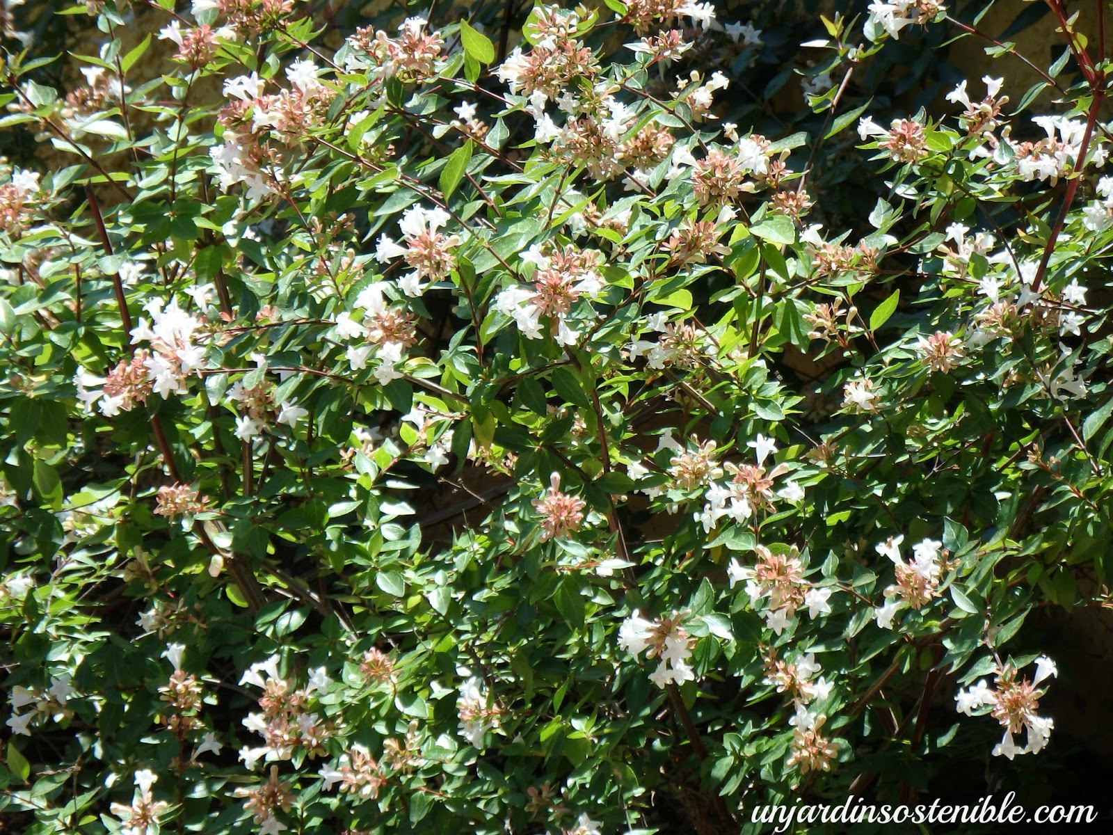 Abelia x grandiflora (Abelia)