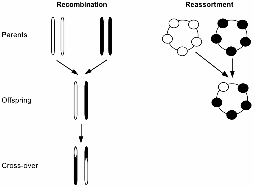 The Genealogical World of Phylogenetic Networks: Reticulation patterns ...