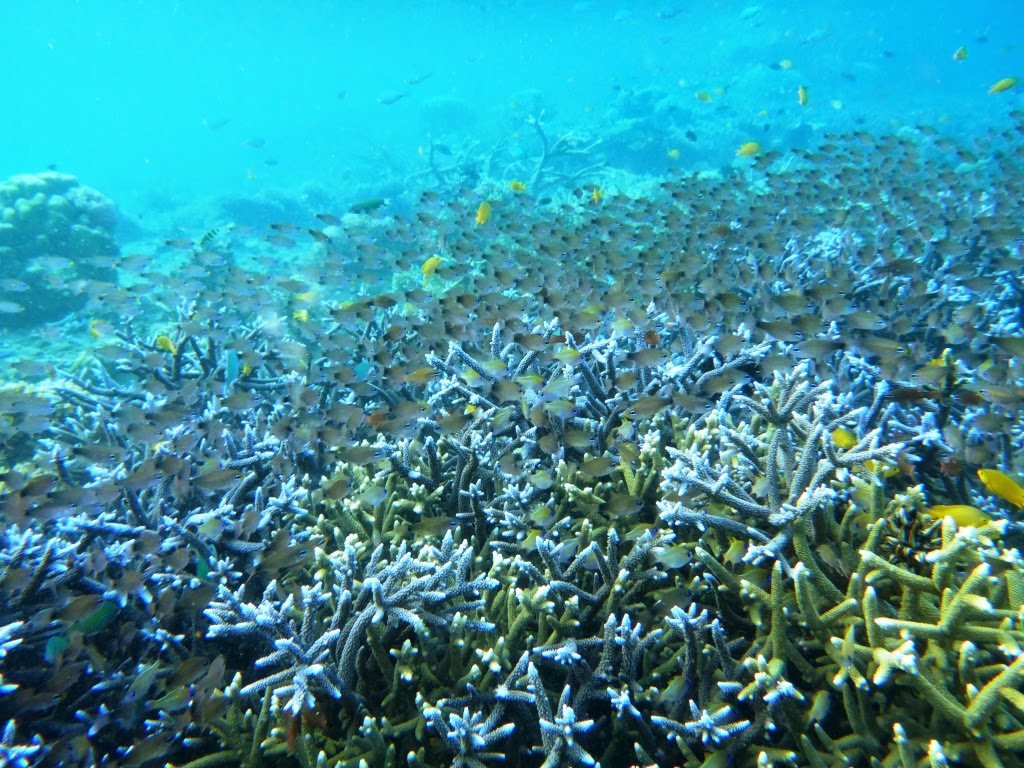 MARINE ENVIRONMENT AND RESOURCES OF PAPUA NEW GUINEA: Goodenough Island ...