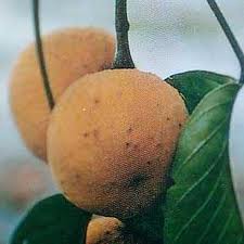 "BUAH ASLI INDONESIA YANG AKAN MENUJU KEPUNAHAN"