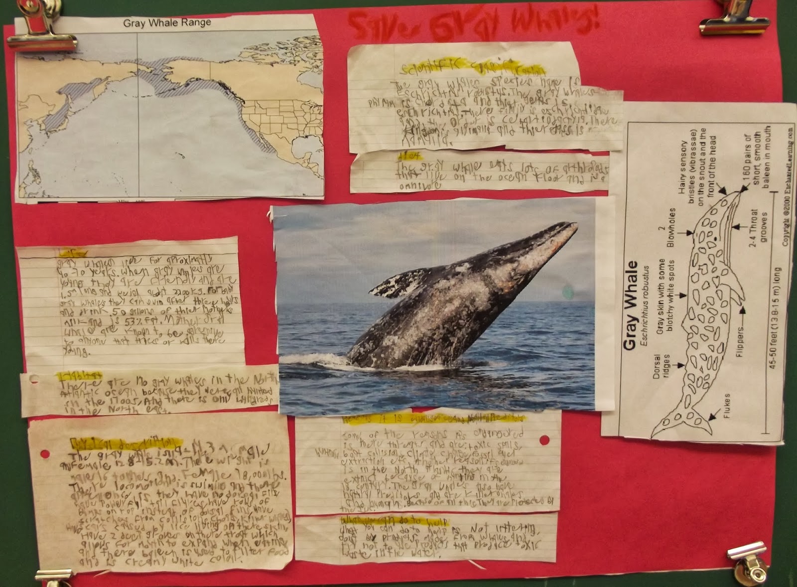 Room 13: Endangered Species Science Projects by Grade 6 Students