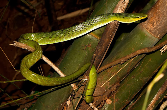 Ular Asli Indonesia: Ular Bajing (Gonyosoma oxycephalum)