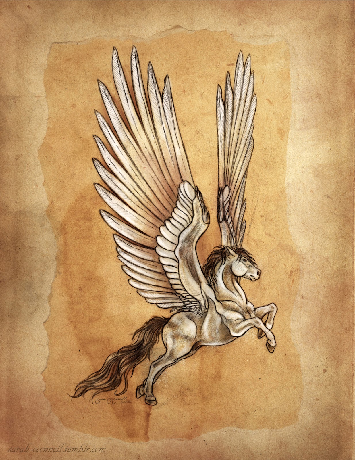 Sarah O'Connell: Pegasus Anatomy