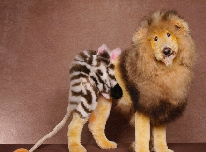 kandeej.com: How to dye your dog like a lion, tiger or bear (oh my!)
