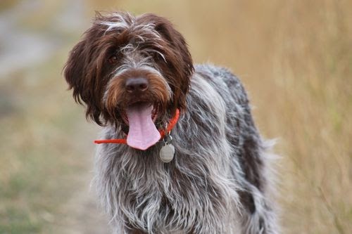 Dog Site: Dog Breeds - Wirehaired Pointing Griffon