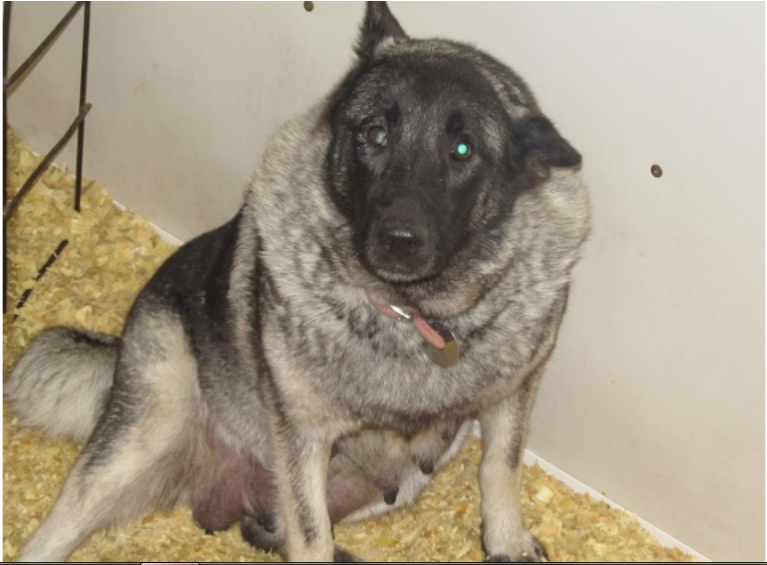 Dog Names Unique Names For Female Elkhound dog-names-unique-names-for-female-elkhound