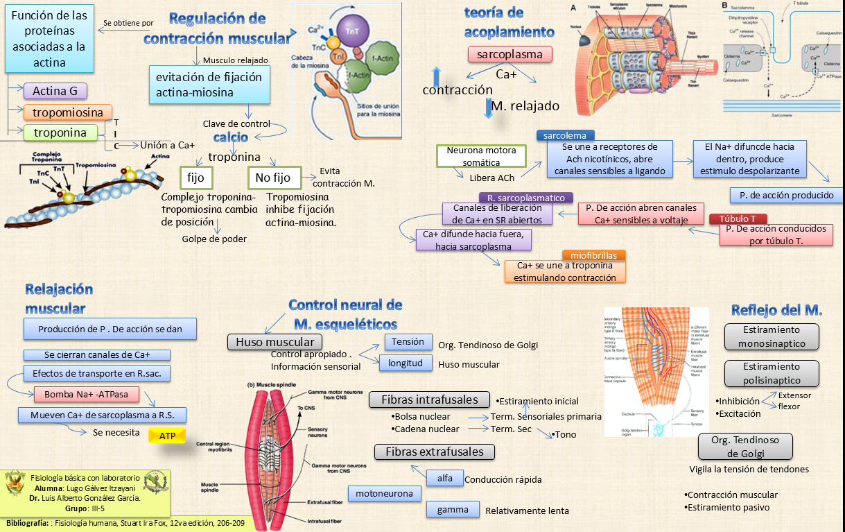 itzayani-fisiologiabasica: Contracción Muscular: Unidades Motoras ...