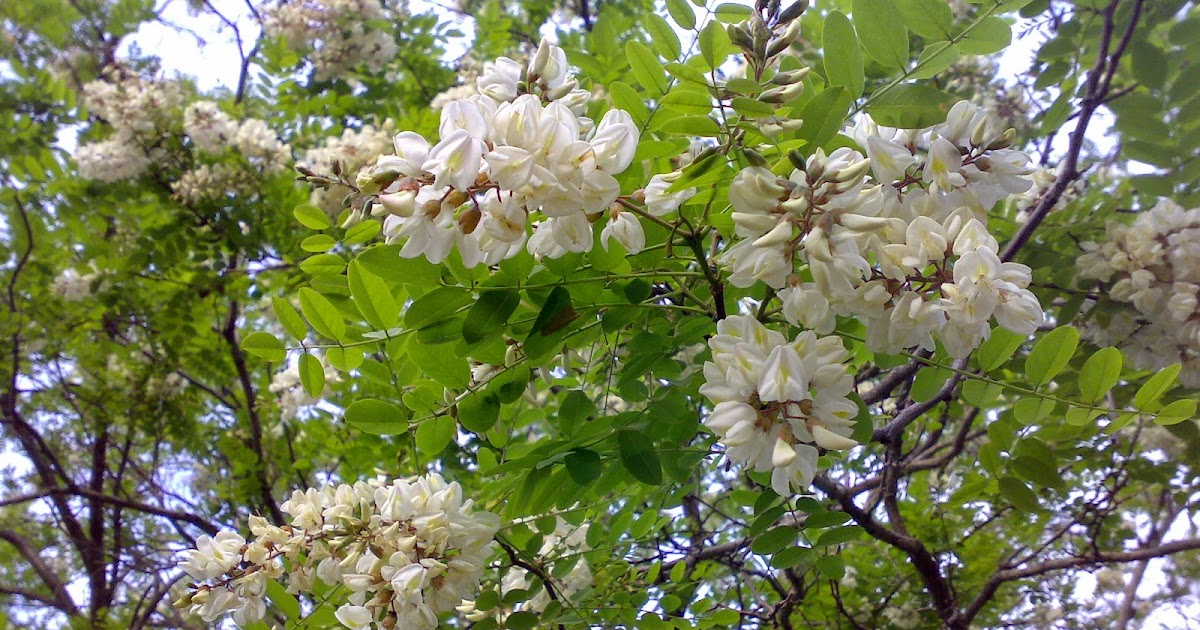 My... ITHACA: The Scent of Acacia