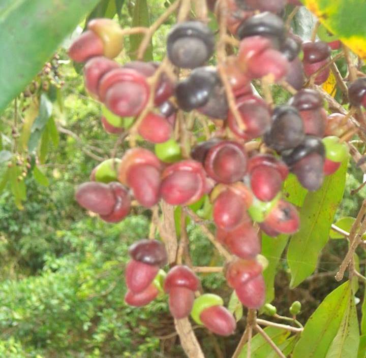 බදුල්ල [Badulla] (Semecarpus sp.) ~ අපේ ඔසුපැළ Medicinal Plants of Sri ...
