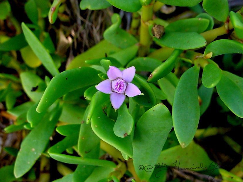 Flora de Puerto Rico Ilustrada Papo Vives: AIZOACEAE SESUVIUM ...