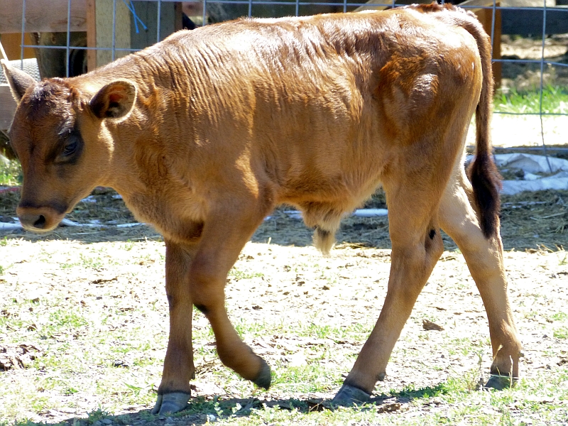 Rural Revolution: Cow matters