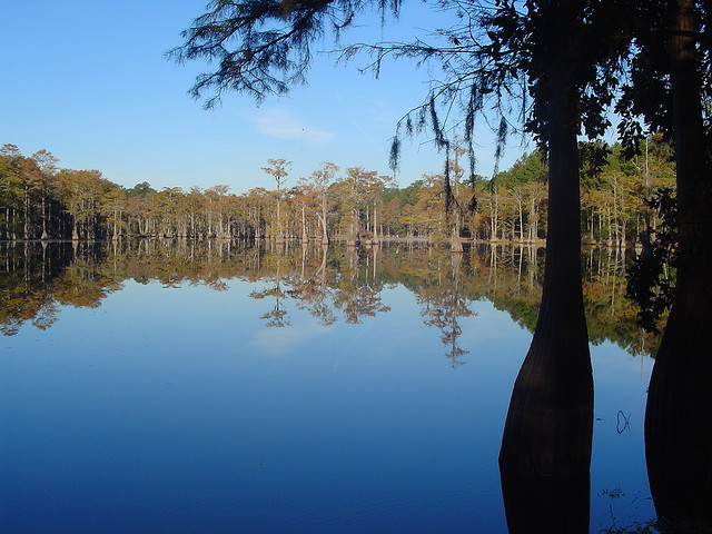 Flimsy Cups: Swamp Rat