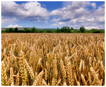 Calma, Equilibrio y Bienestar: Espelta, mejor que el trigo común