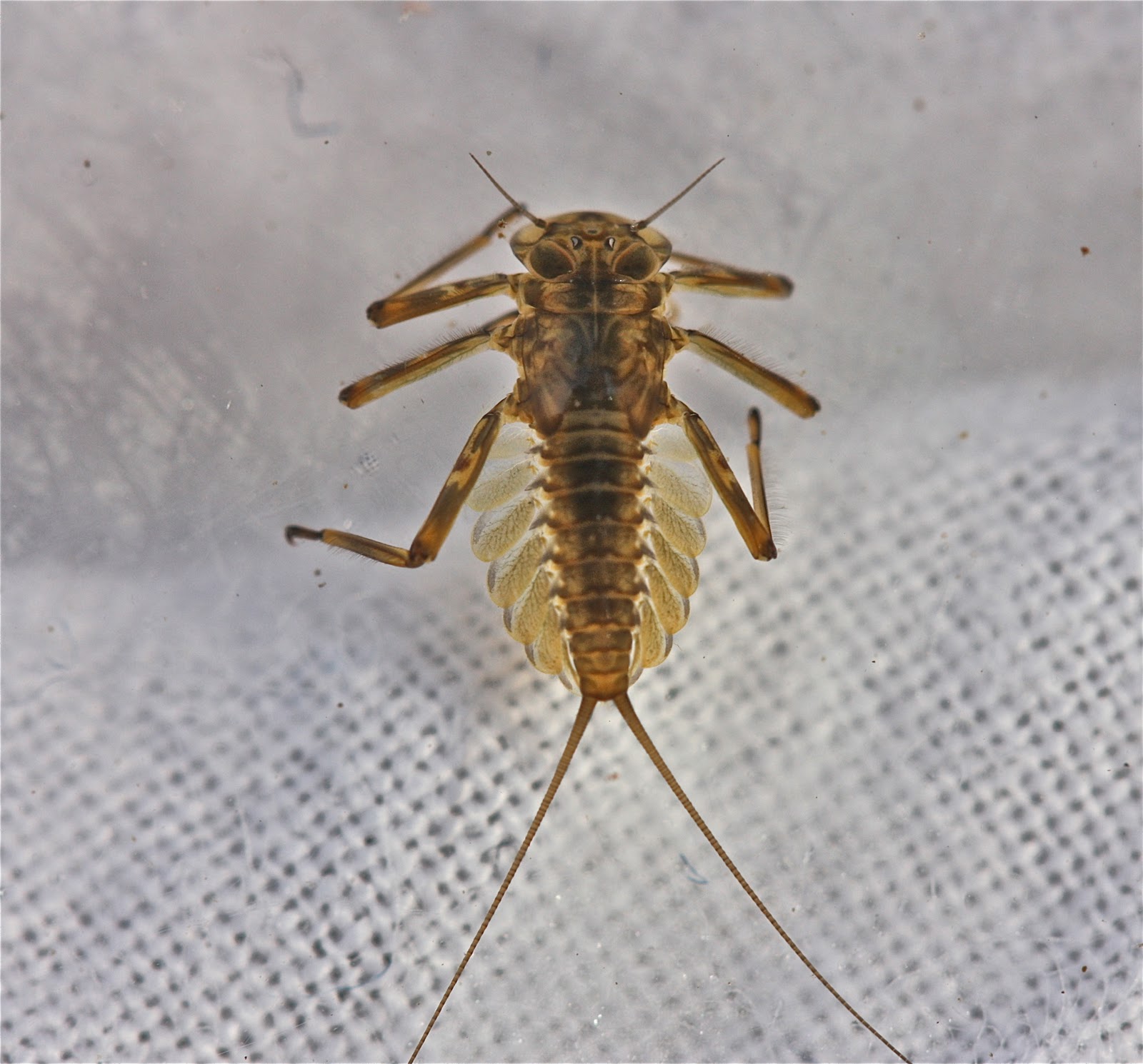 Aquatic Insects of Central Virginia: The Midges from Heaven!