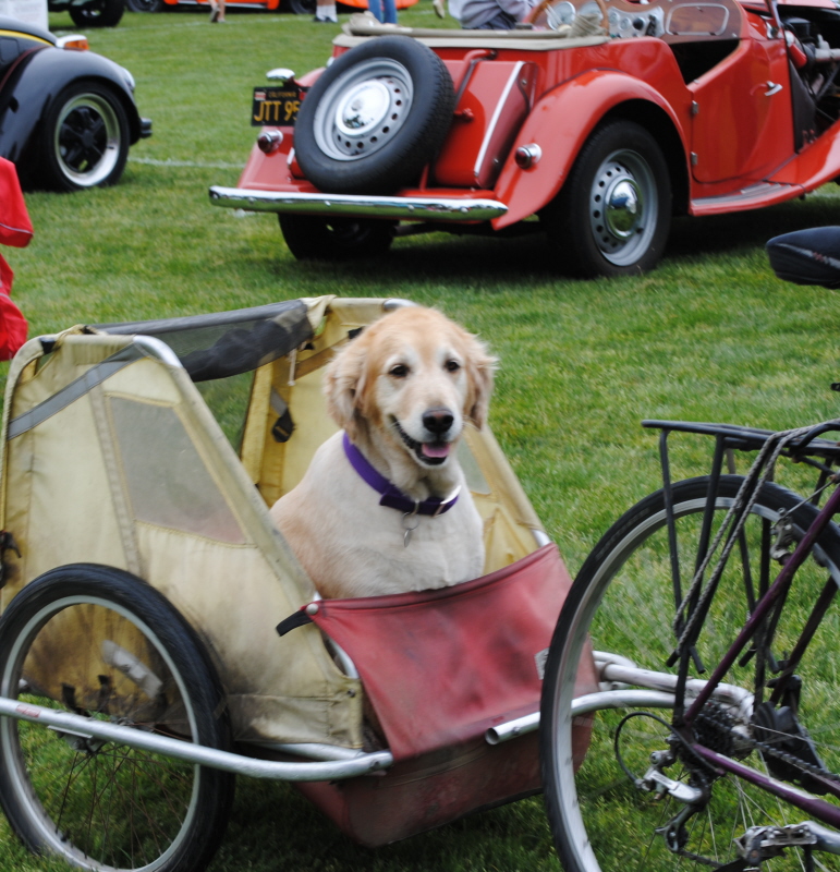 Dogs of Orange County