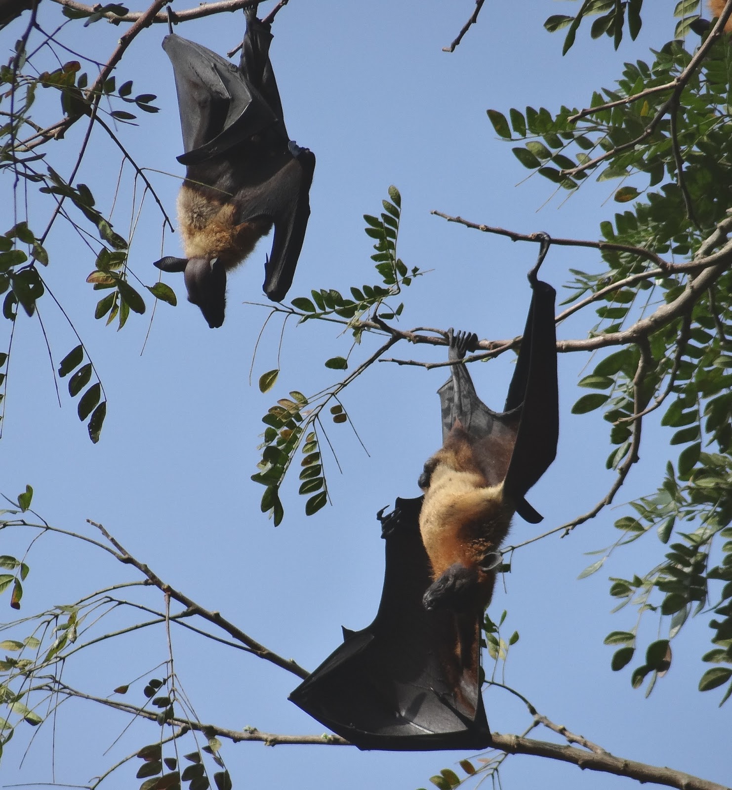 sunshinecoastbirds: Mammals of India and Sri Lanka