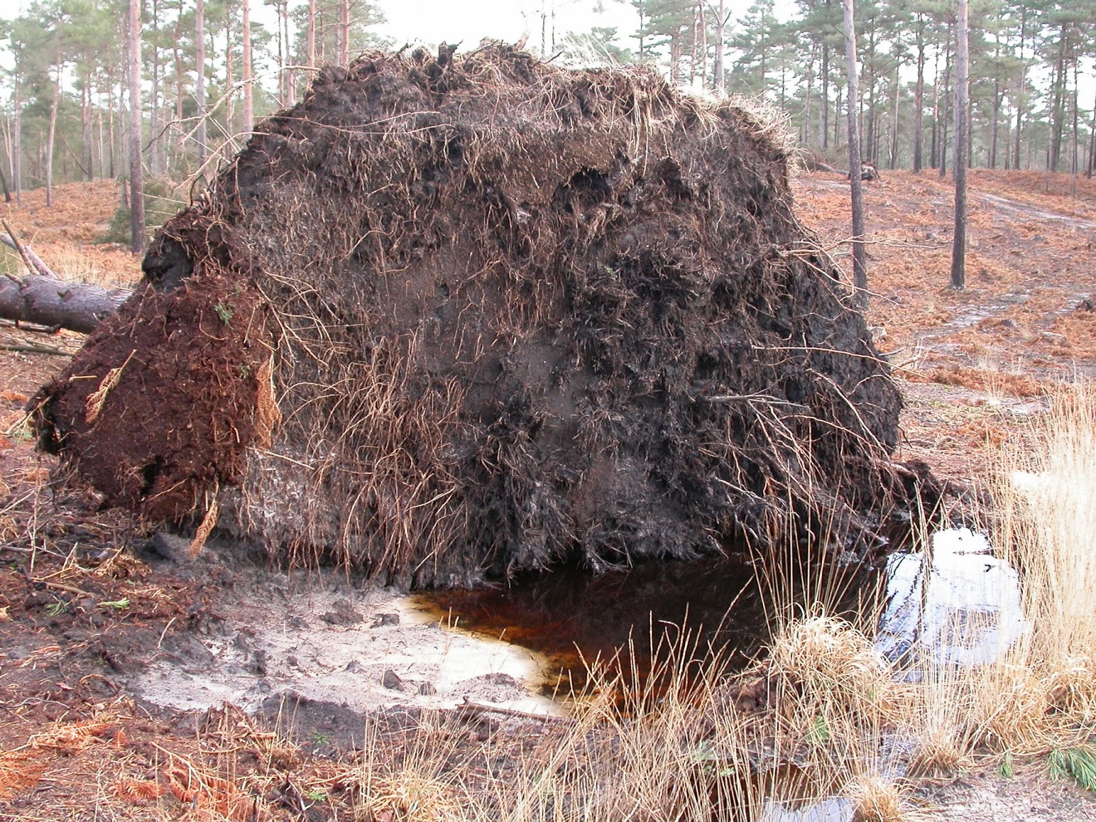 Handed to us on a root plate | Sussex Wildlife Trust