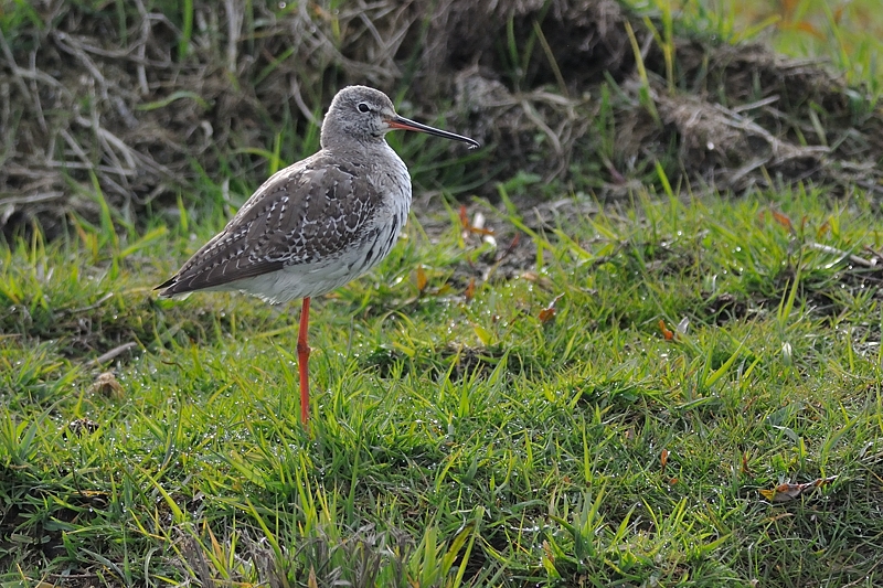 Outdoor Photography: Zwarte ruiter in Vockestaert