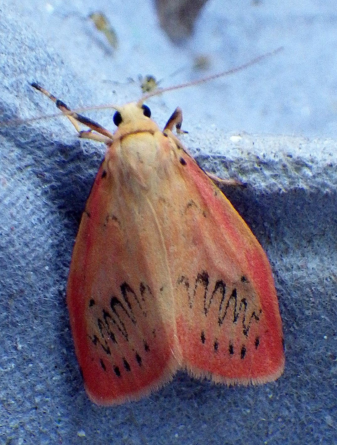 Aigronne Valley Wildlife: Moth Mondays - The Rosy Footman