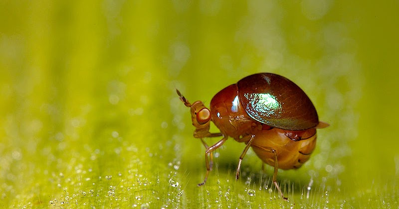 Catalogue of Organisms: Beetle Flies