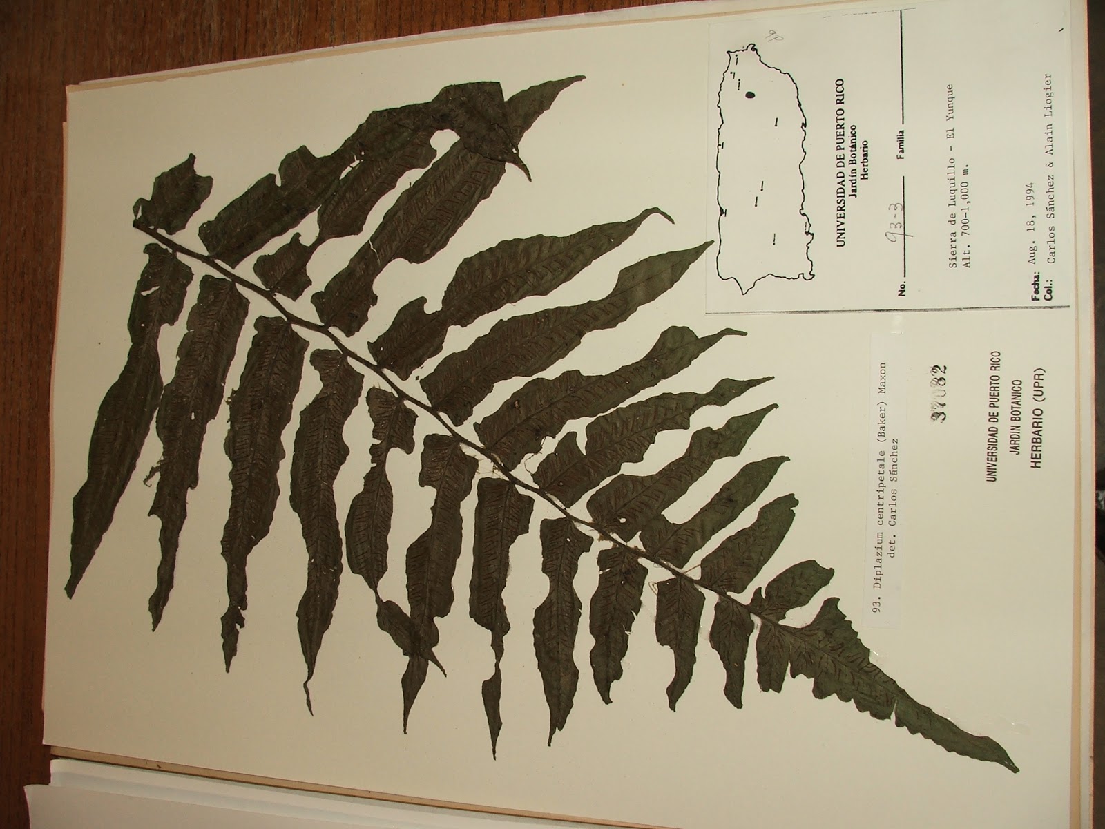 FAMILIA DE HELECHOS EN PUERTO RICO: WOODSIACEAE( ATHYRIACEAE) DIPLAZIUM