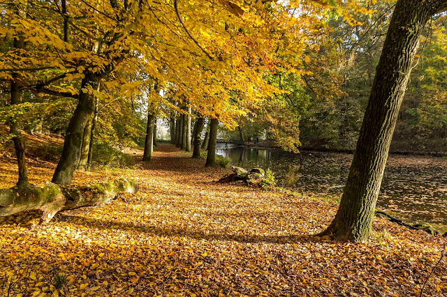 Natuurbeeld: Herfst in het Groenendaalse bos