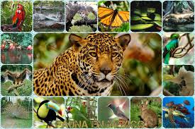 FLORA Y FAUNA EN LA REGION DE SINALOA