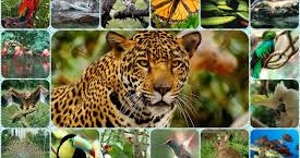 FLORA Y FAUNA EN LA REGION DE SINALOA: INTRODUCCIÓN