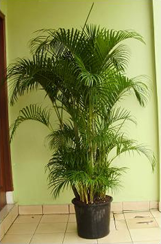 Jual palem kuning yang bisa untuk indoor | tanaman indoor dan out door ...