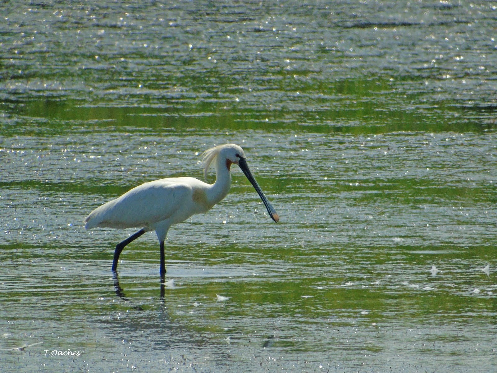 PASARI DIN ROMANIA: LOPATAR, Platalea leucorodia