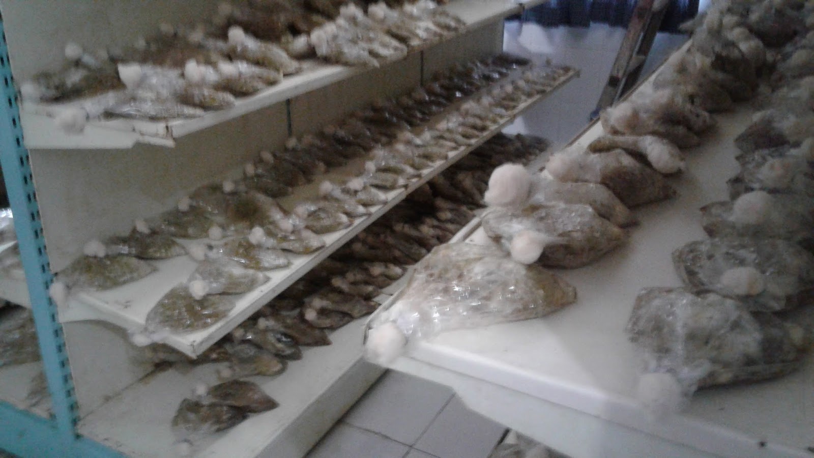 PRODUCTION OF TRICHODERMA CULTURE