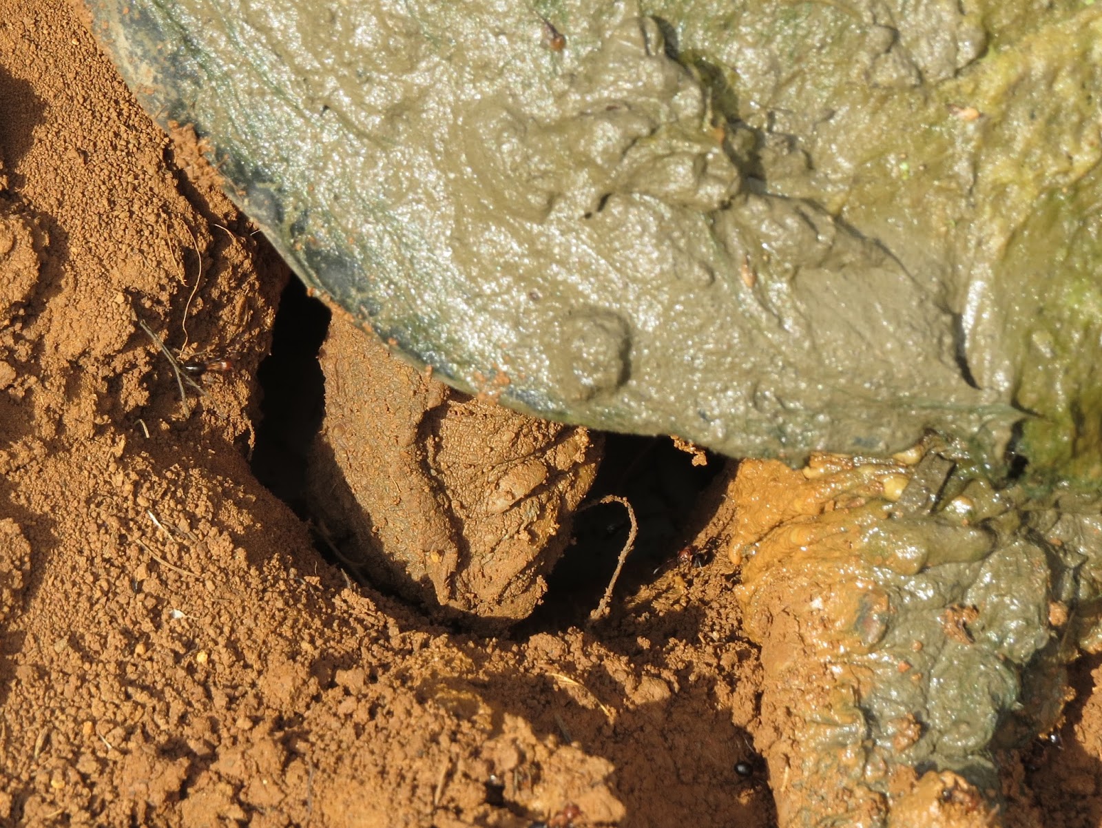 Blue Jay Barrens: Snapping Turtle Laying Eggs