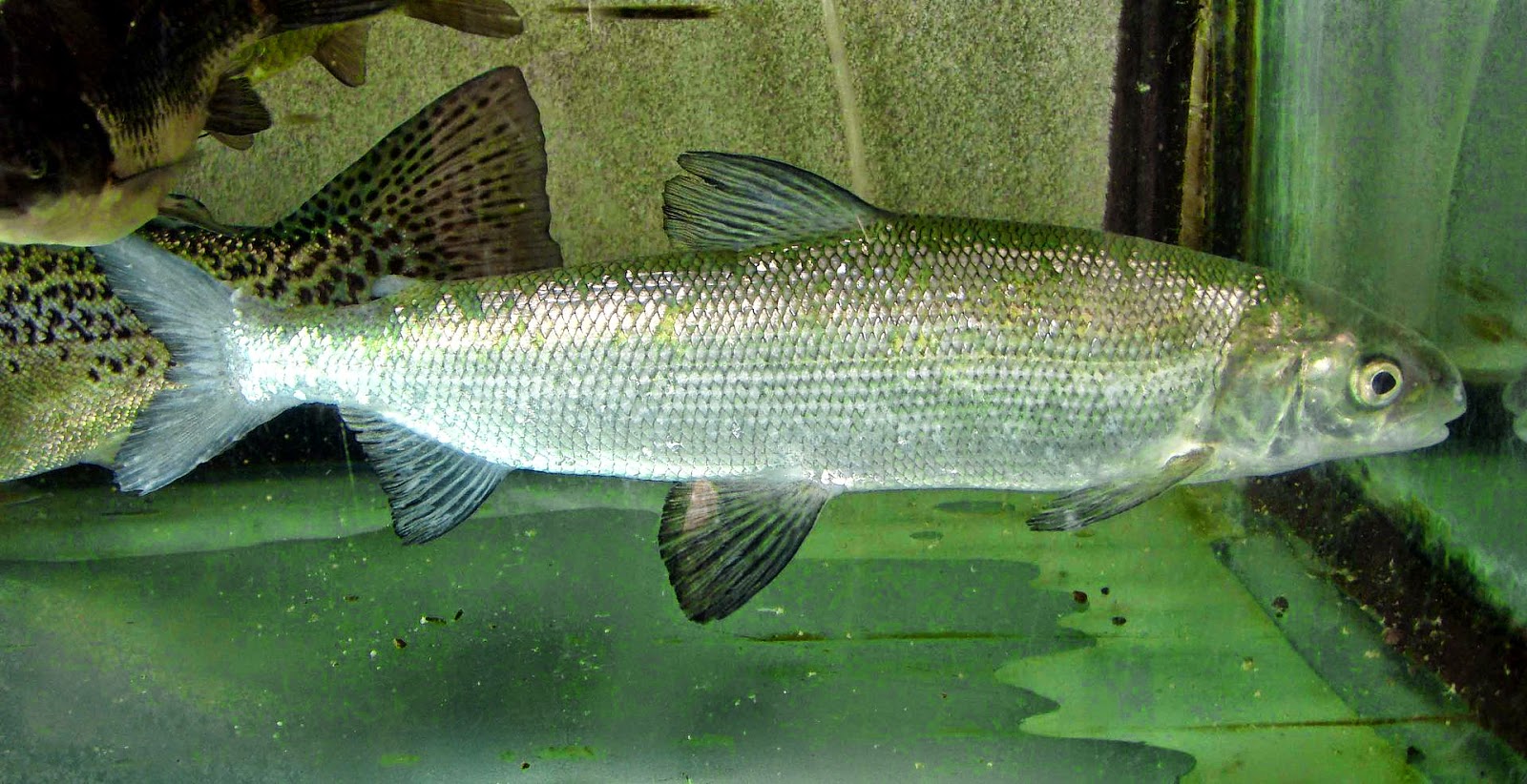 MKelavaara: Siika - Coregonus lavaretus