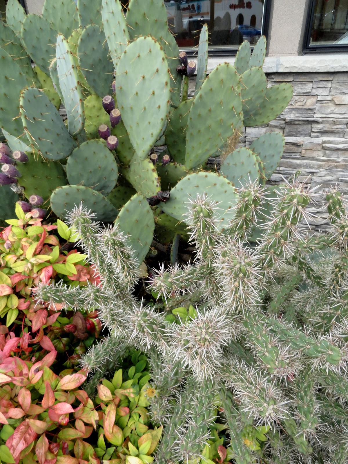 danger garden: Taco Time, obviously