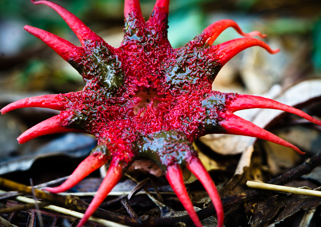 Top 10 Creepiest-Looking Fungi - Awesome List - Top 10 Awesome Lists of ...