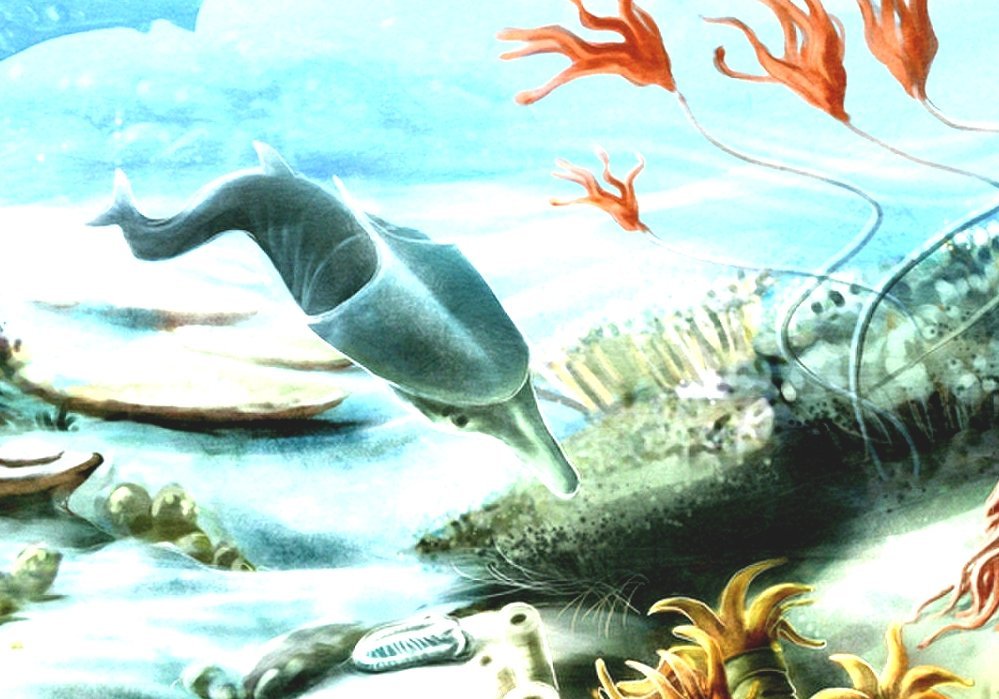 Agnatha - Jawless Fish Facts